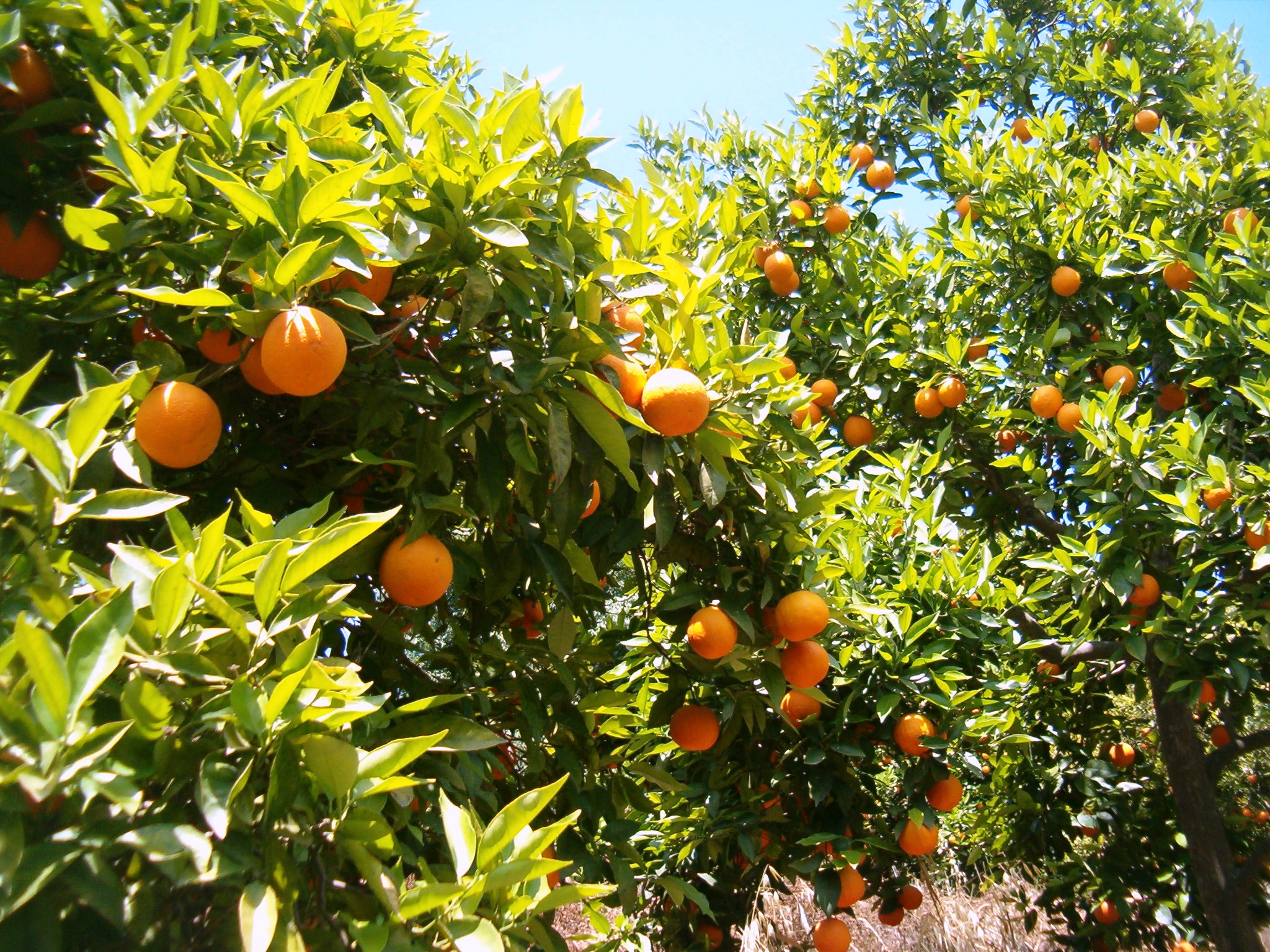 Lecrin Photos – The Lecrin Valley